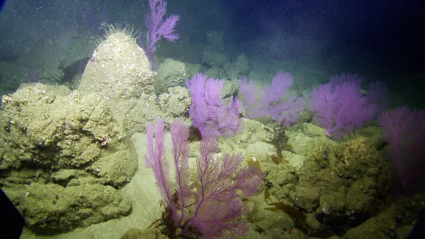 A kutatók titokzatos lila gömböt találtak a Csatorna-szigeteken 28172_4