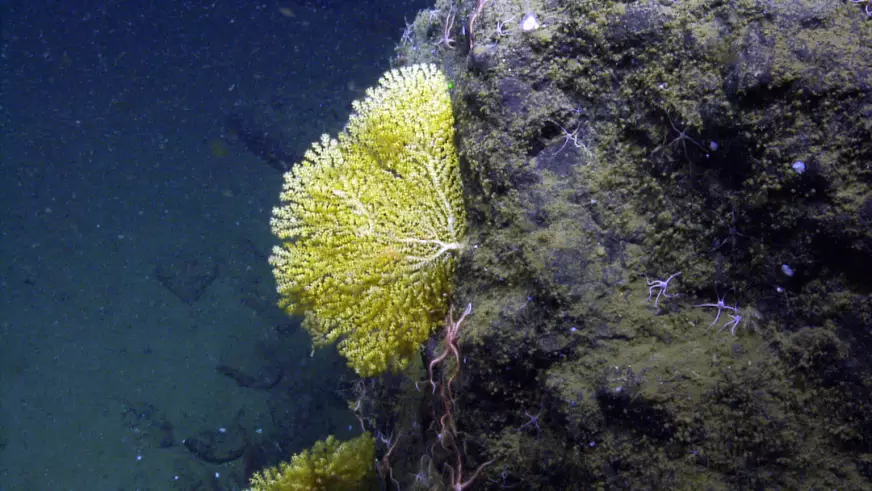 Peneliti Menemukan Orb Ungu Misterius di Kepulauan Channel 28172_6