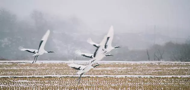 Red crowned cranes flying