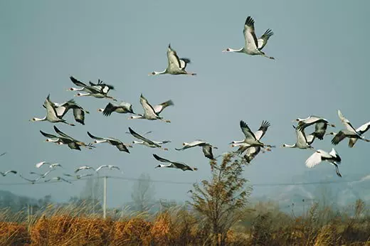 The DMZ's Thriving Resident: The Crane 28201_5