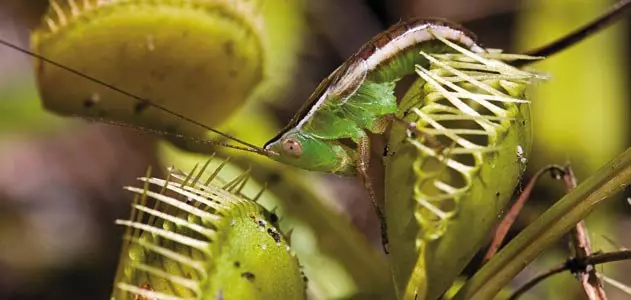 Venus flytrap e hapiloe katydid