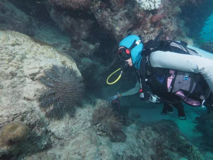 Què menja l'estrella de mar de la corona d'espines? L'evidència està a la caca