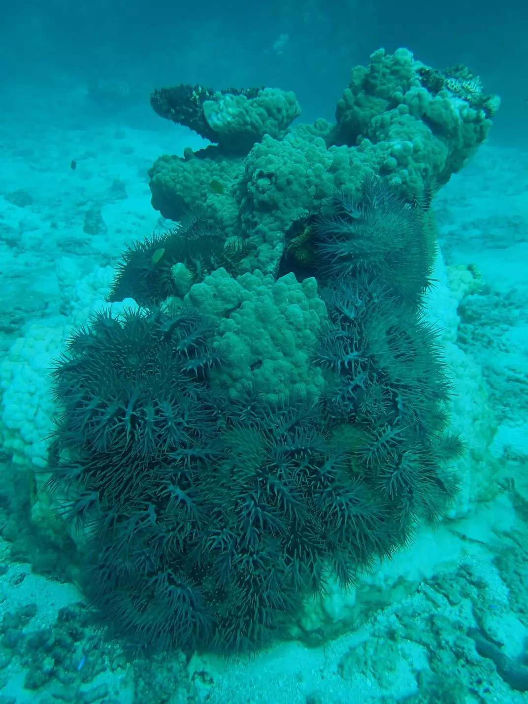 Apa Mangan Starfish Crown-of-Thorns? Bukti Ana ing Poop 28275_2