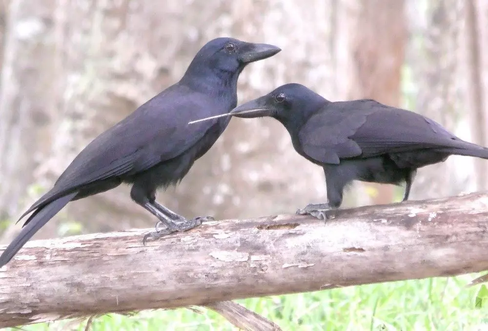Novokaledonska vrana