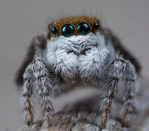 Imatges impressionants capturen els colors cridaners de les aranyes de paó 28365_1