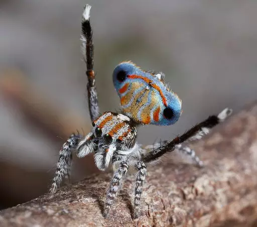 ရင်သပ်ရှုမောဖွယ်ပုံရိပ်များသည် Peacock Spiders ၏တောက်ပသောအရောင်များကိုဖမ်းယူသည်။ 28365_2