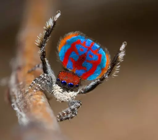 ရင်သပ်ရှုမောဖွယ်ပုံရိပ်များသည် Peacock Spiders ၏တောက်ပသောအရောင်များကိုဖမ်းယူသည်။ 28365_3