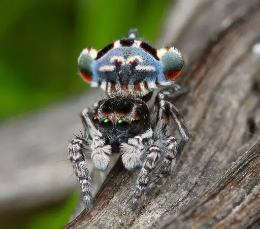 Неверојатни слики ги доловуваат светкавите бои на Pacock Spiders 28365_4