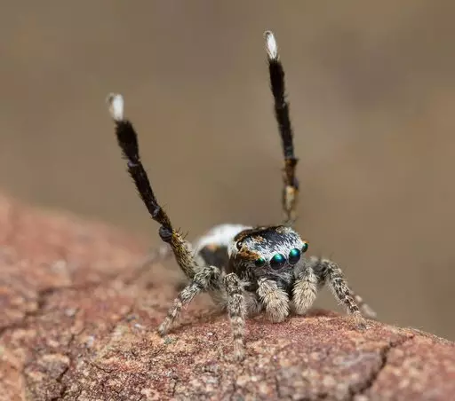 ရင်သပ်ရှုမောဖွယ်ပုံရိပ်များသည် Peacock Spiders ၏တောက်ပသောအရောင်များကိုဖမ်းယူသည်။ 28365_5