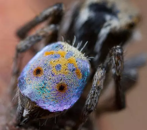 تصاویر خیره کننده رنگ های براق عنکبوت طاووس را ثبت می کند 28365_6