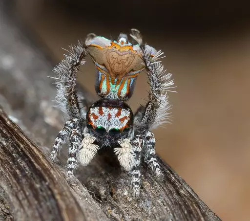 Неверојатни слики ги доловуваат светкавите бои на Pacock Spiders 28365_7