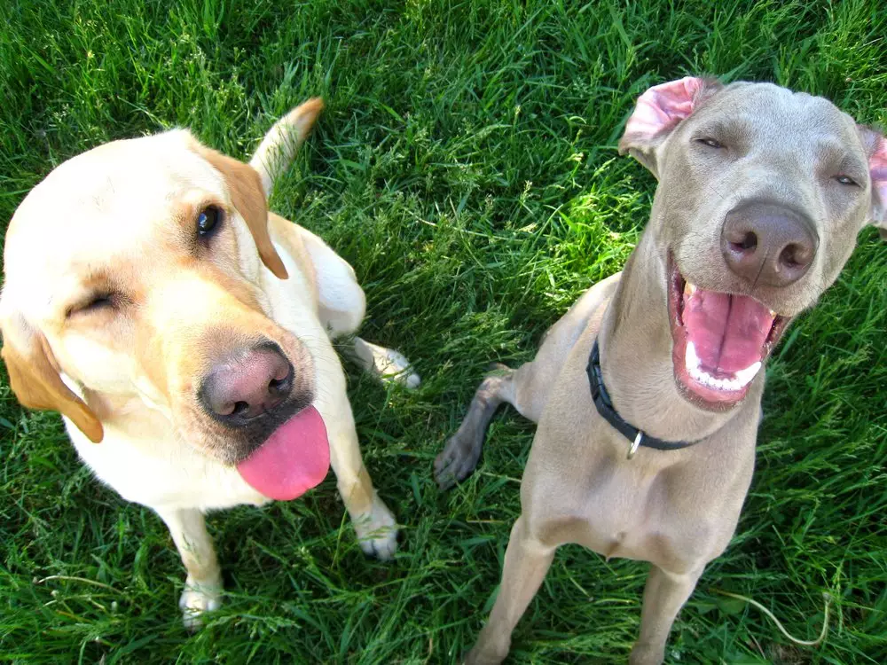Dvaja psi – žlté laboratórium naľavo a weimarský stavač napravo – sedia v tráve s vyplazeným jazykom a otvorenými ústami smerom k fotoaparátu.