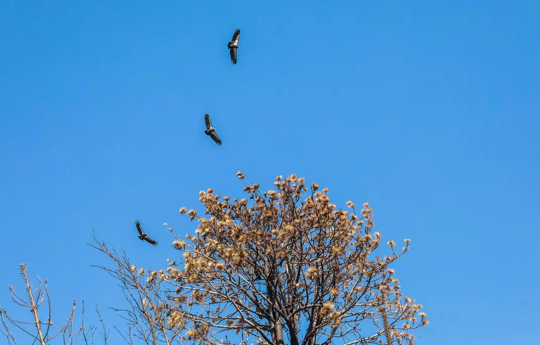 நடுப்பகல் நேரத்தில் பறவைகள் உயரும்.