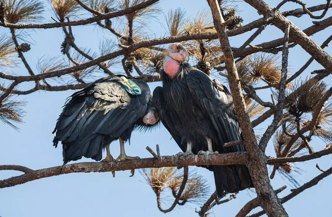 Pieaugušu tēviņu pāris