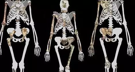 นักเดินตรงสามคน: Lucy (กลาง) และ Australopithecus sediba (ซ้ายและขวา)