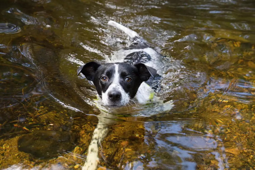 cane nella buca del francese