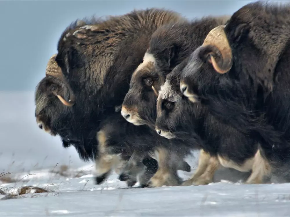 Para Maunawaan ang Elusive Musk Ox, Dapat Ang mga Mananaliksik ang Maging Pinakamasamang Takot Nito