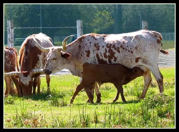 Longhorn goveda u Hjustonu, Teksas.