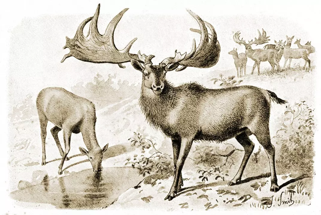 Irlandako Elk