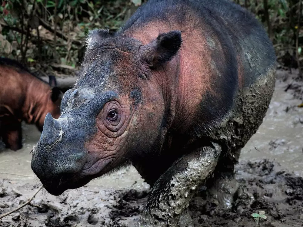 Суматрански носорог