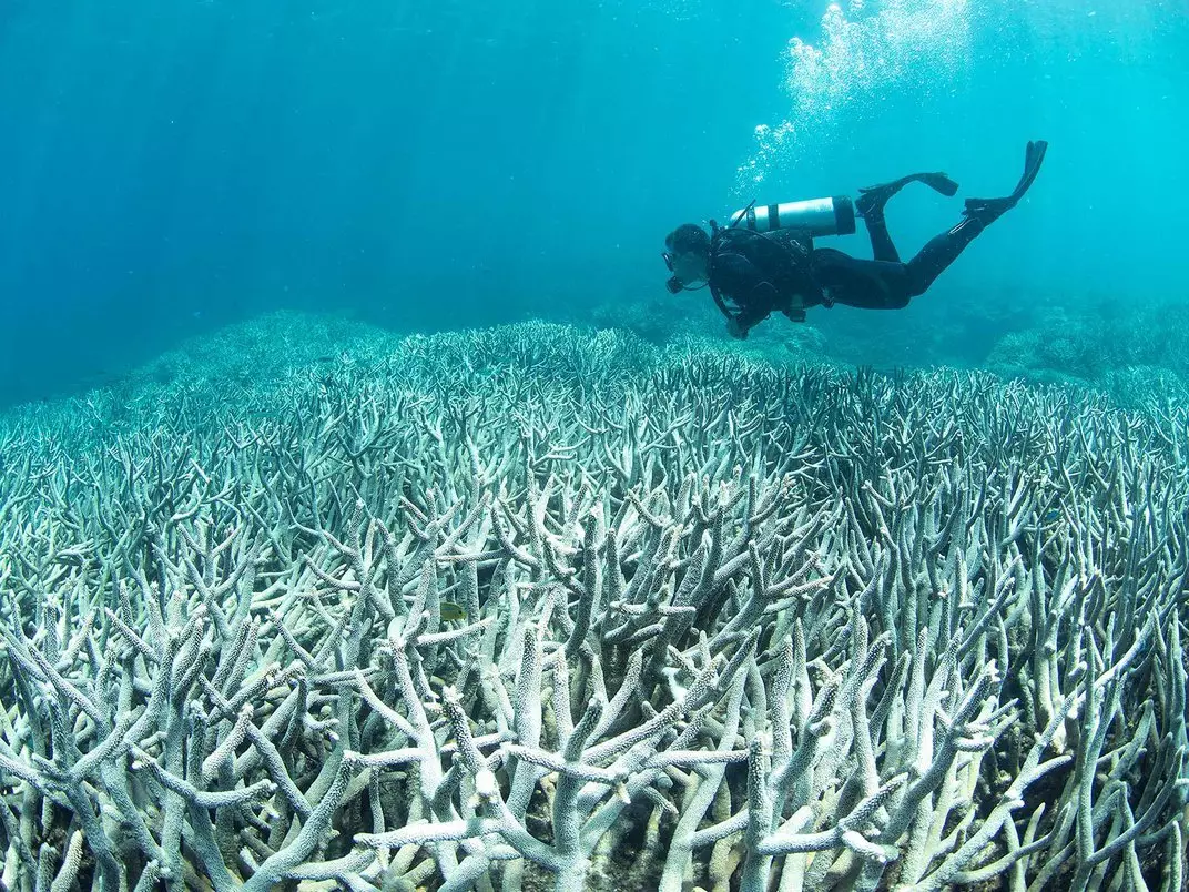 Gebleikte koraalrif