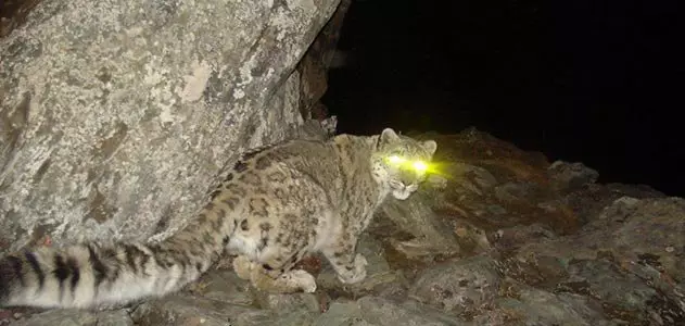 Neĝleopardo