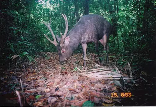 Las vidas secretas de los animales captadas en cámara 28707_14