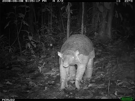 A vida secreta dos animais capturados na câmera 28707_15