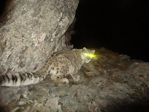 Het geheime leven van op camera vastgelegde dieren 28707_3