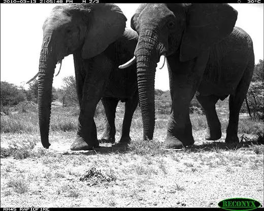 A vida secreta dos animais capturados na câmera 28707_6