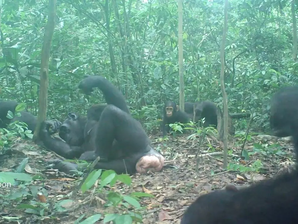 lichimpanzi 1.jpg