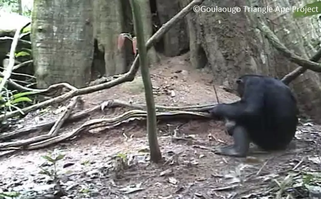 Schimpansen 'Termit Fëschgewunnechten ënnerscheeden sech vu regionalen Gruppen