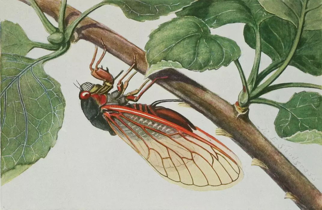 Magiccada cicada