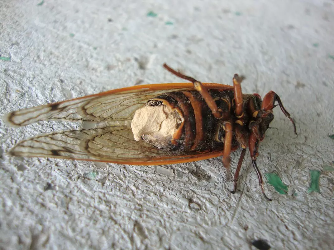 I-Massaspora cicada
