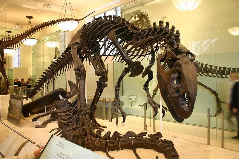 20110520083312Allosaurus-AMNH-skeleton.jpg