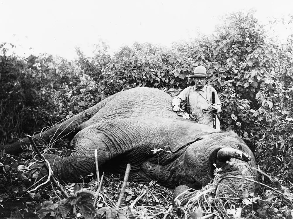 Рузвельт стоит рядом со слоном, которого он подстрелил во время сафари.