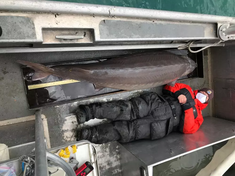 一張巨大的棕灰色魚躺在船甲板上的照片。魚旁邊是一位穿著冬裝和麵具的研究人員。這條魚的長度比研究人員大。