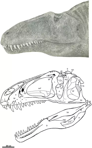 20110520083311acrocanthosaurus-madaxa.png