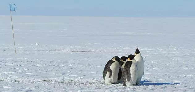 Antarctica pinguïns