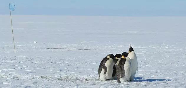 Penguins za Antarctica