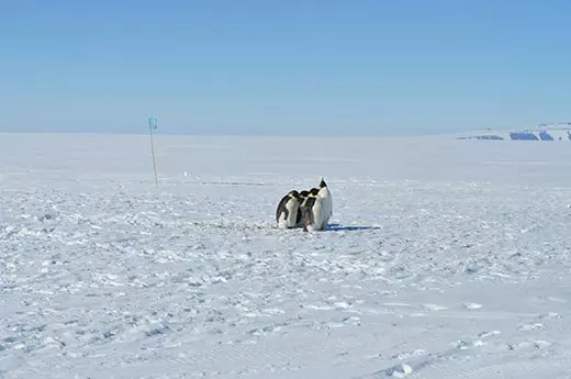 Maalinta 2: Imaatinka Antarctic-ka cajiibka ah 28862_3