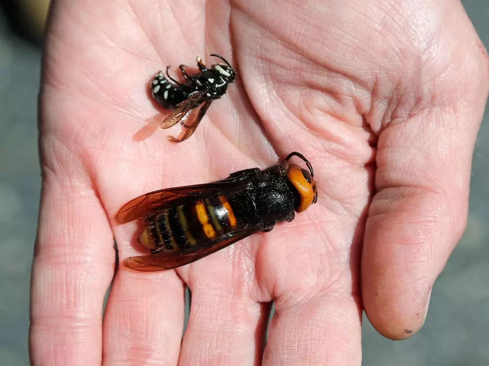 Asian giant hornet at bald-faced hornet