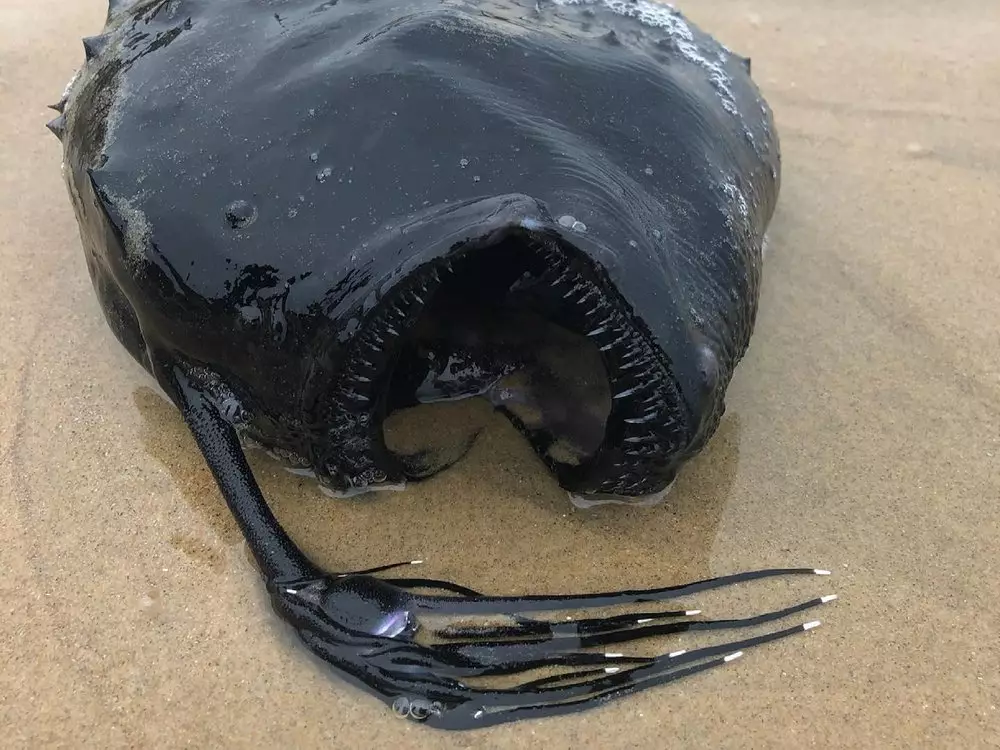 Fotografija pacifičke fudbalske ribe koja je isplivala na obalu na pješčanoj plaži. Riba je crne boje, ima redove sitnih zubaca koji ocrtavaju usta i duge