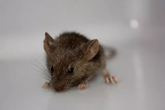Ne klonovaná myš