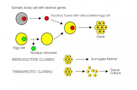 Дыяграма паказвае асноўныя этапы пераносу ядра саматычнай клеткі.