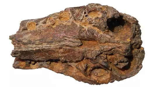 20110520083311 spinosaur-snout-fragment.jpg