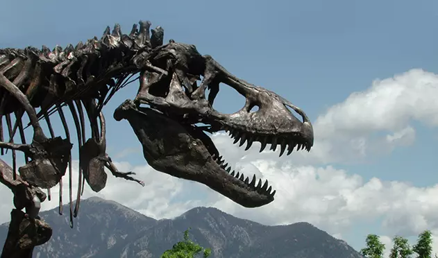 Po 103 metų Gamtos istorijos muziejus pagaliau gauna savo Tyrannosaurus rex 28928_2