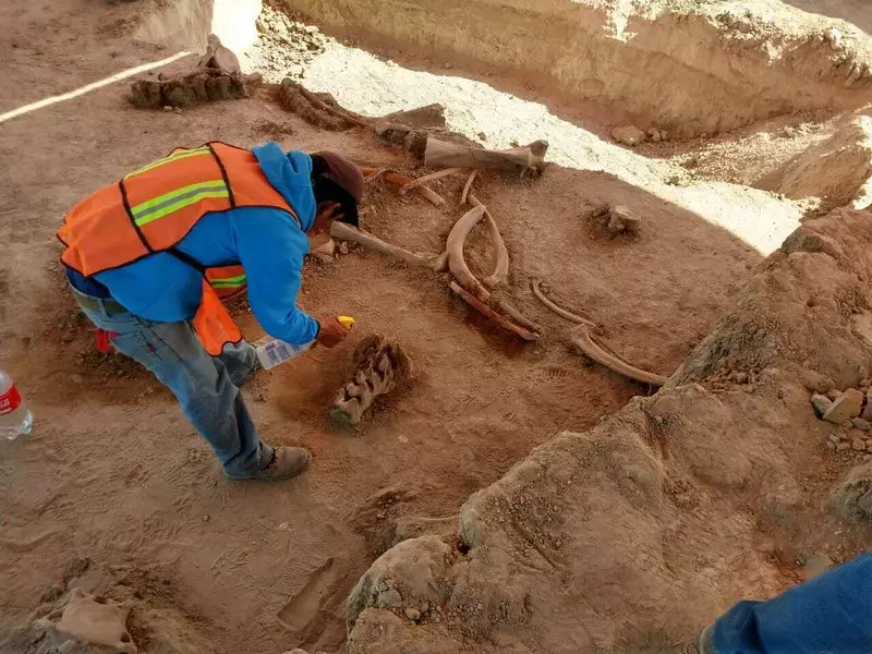 ósos de mamut e arqueólogo