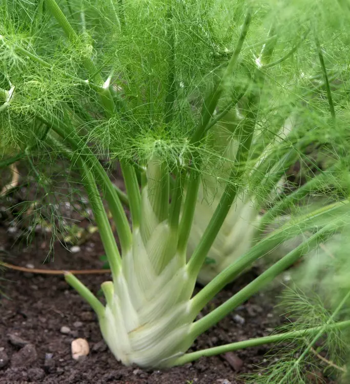 ፍሎረንስ fennel