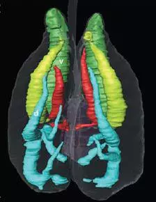 20110520083204alligator-respiratory-system.jpg